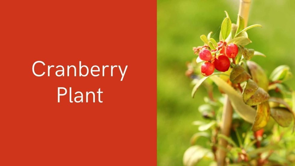 The Amazing Health Benefits of Cranberries | Nuts And Snacks Singapore